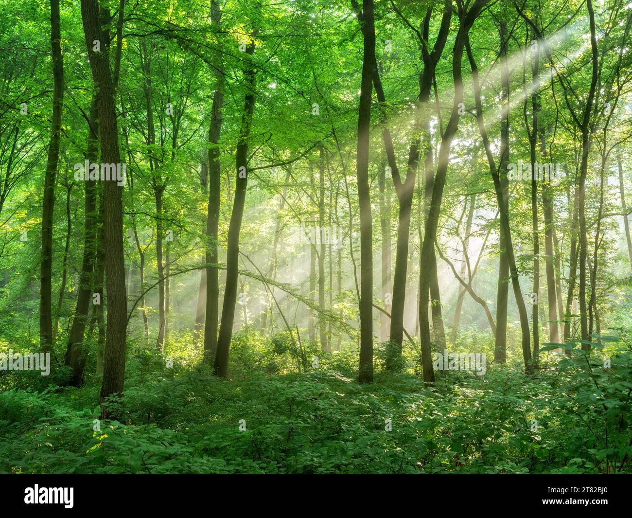 Natural deciduous forest of oaks, hornbeams and beeches in spring ...