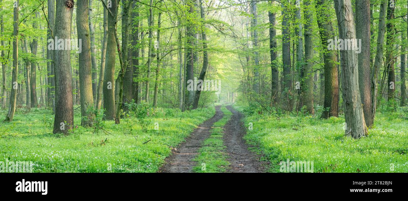 Panorama, hiking trail through natural deciduous forest in spring ...