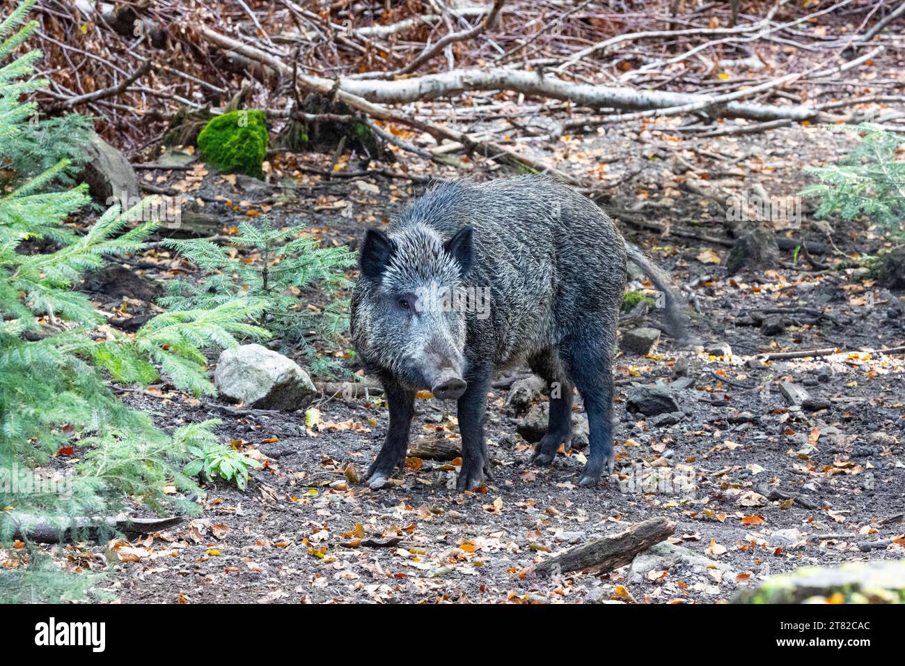 Wild boar (Sus scrofa) Germany (c Stock Photo - Alamy