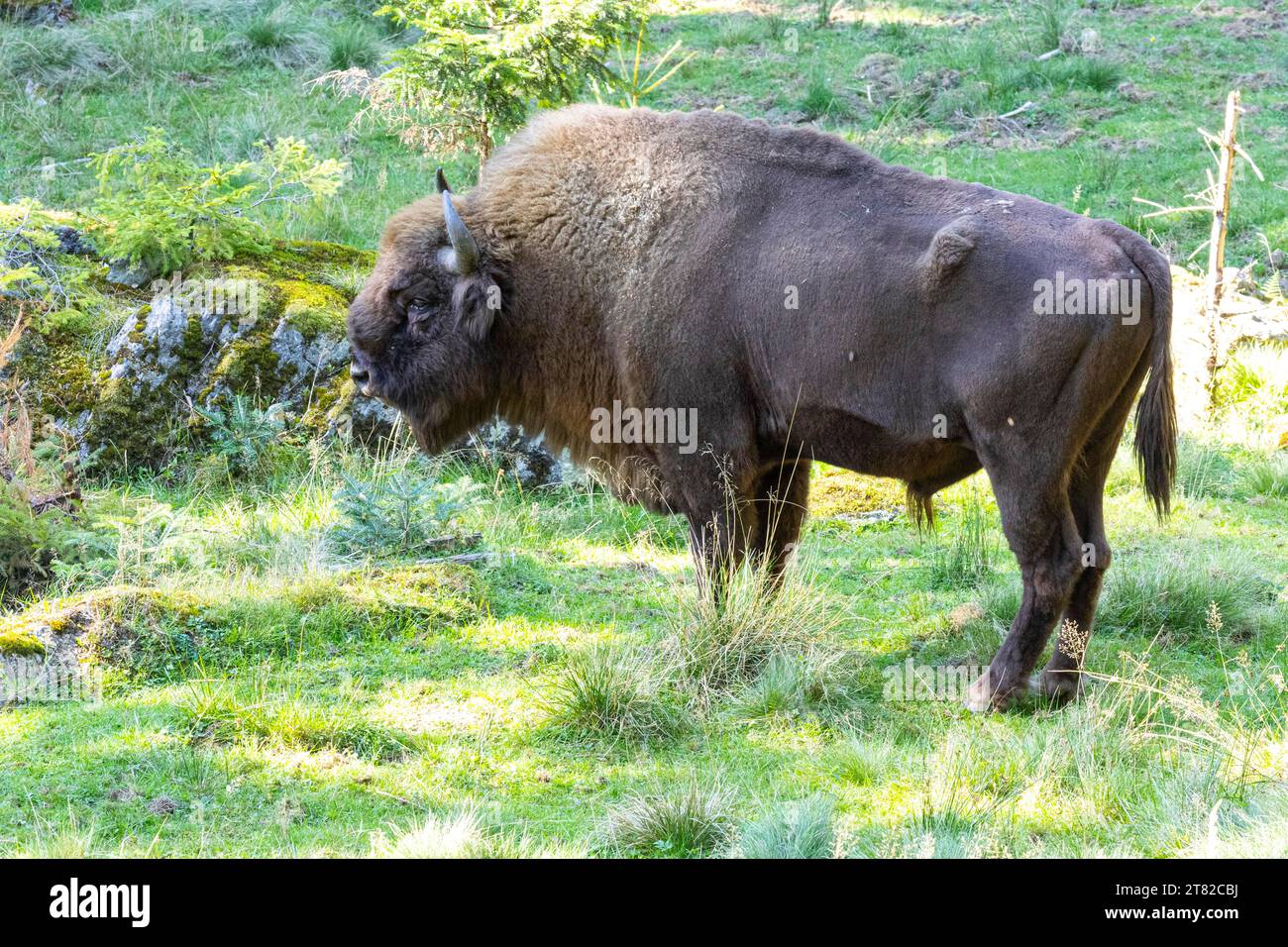 European bison (Bison bonasus) Germany (c Stock Photo - Alamy