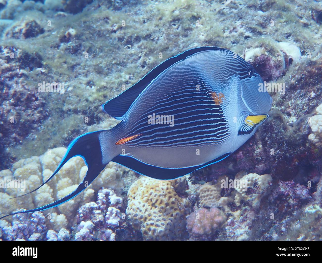 Red sea clown surgeon (Acanthurus sohal), dive site House Reef ...