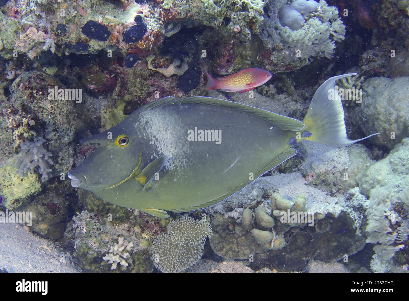 Bluespine unicornfish (Naso unicornis), Ras Mohammed National Park dive ...