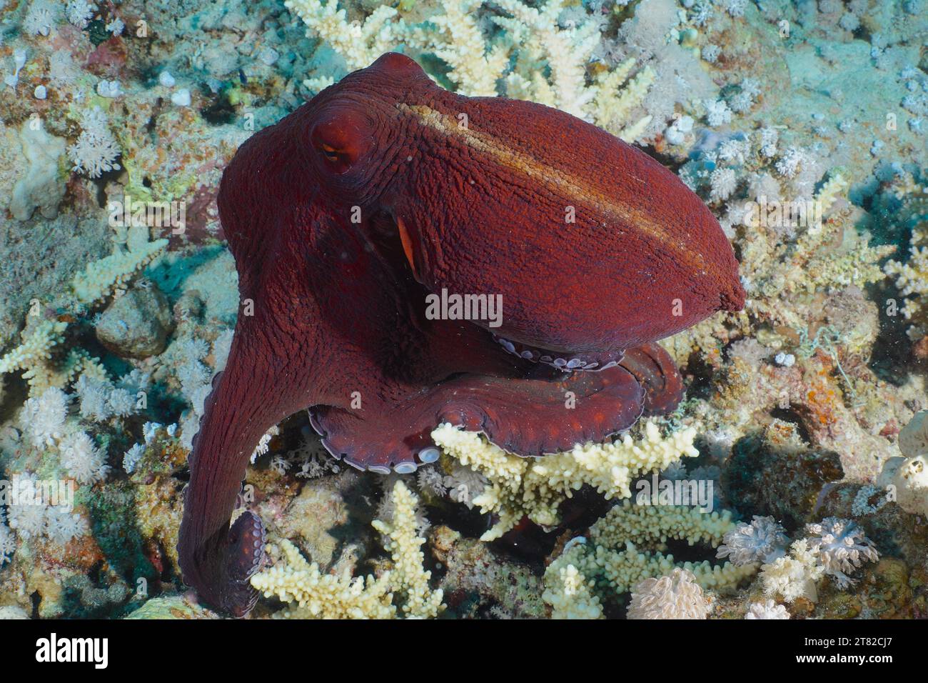 Great Blue Octopus (Octopus cyaneus), Dive Site House Reef, Mangrove ...