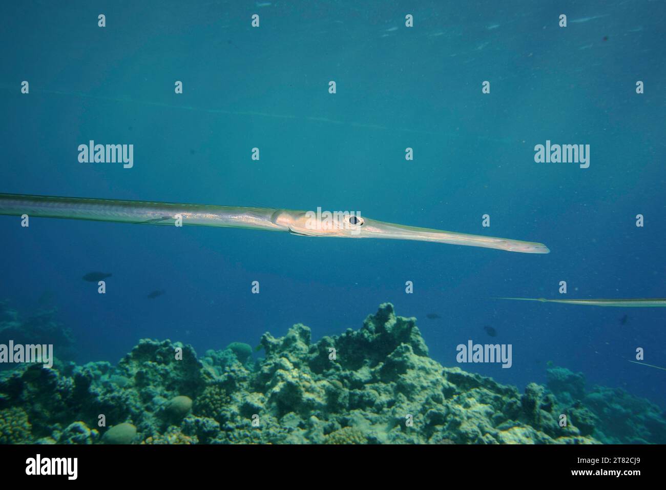 Bluespotted cornetfish (Fistularia commersonii), dive site House Reef ...