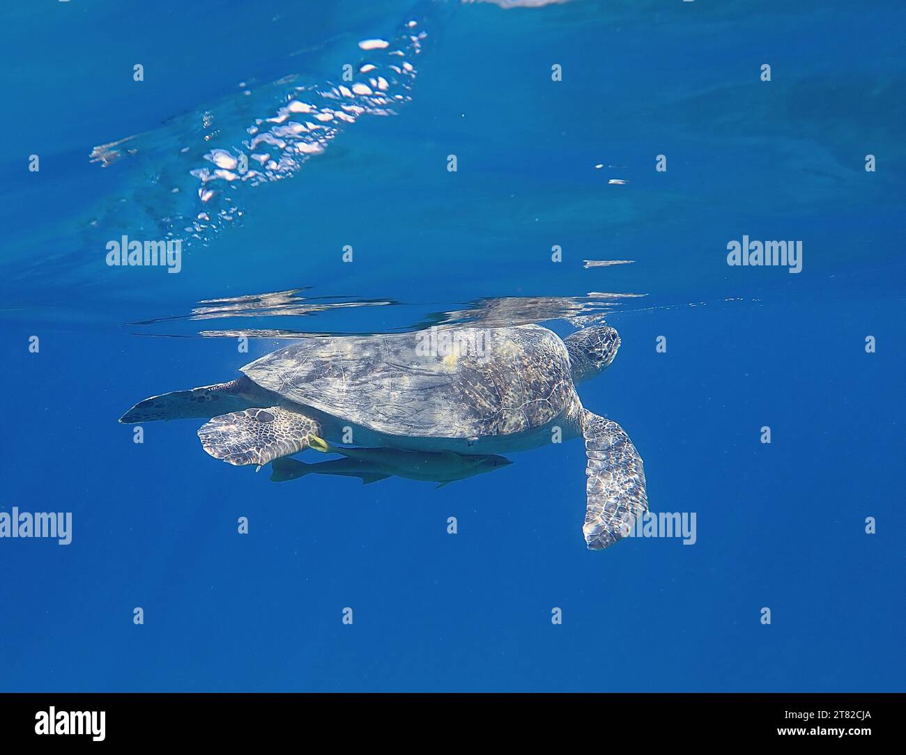 Green turtle (Chelonia mydas) with a ship's keeper (Remora remora) just ...
