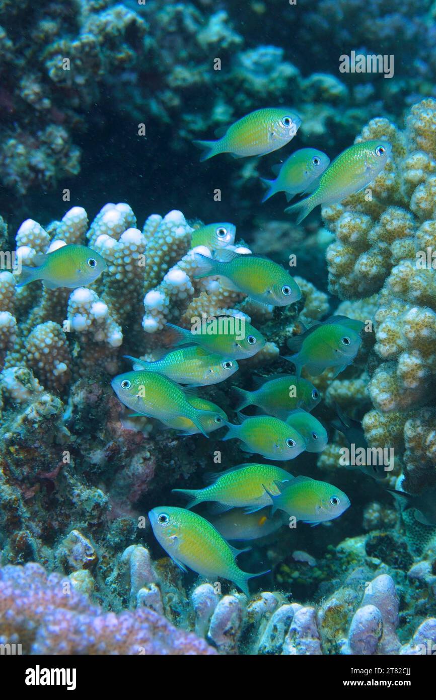 African swallowtail hi-res stock photography and images - Alamy