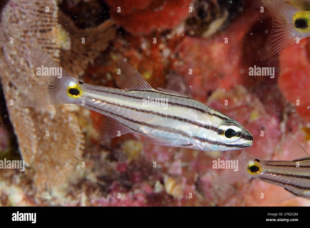 Five-striped cardinalfish (Cheilodipterus quinquelineatus), dive site ...