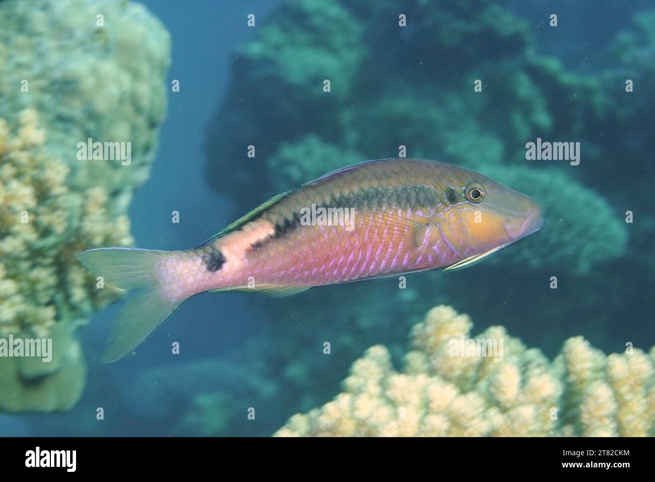 Short-stripe mullet (Parupeneus macronema), mullet, dive site House ...