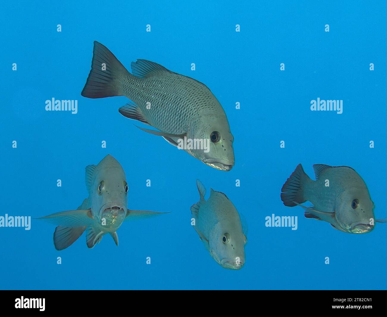 Mangrove red snapper (Lutjanus argentimaculatus), dive site House Reef ...