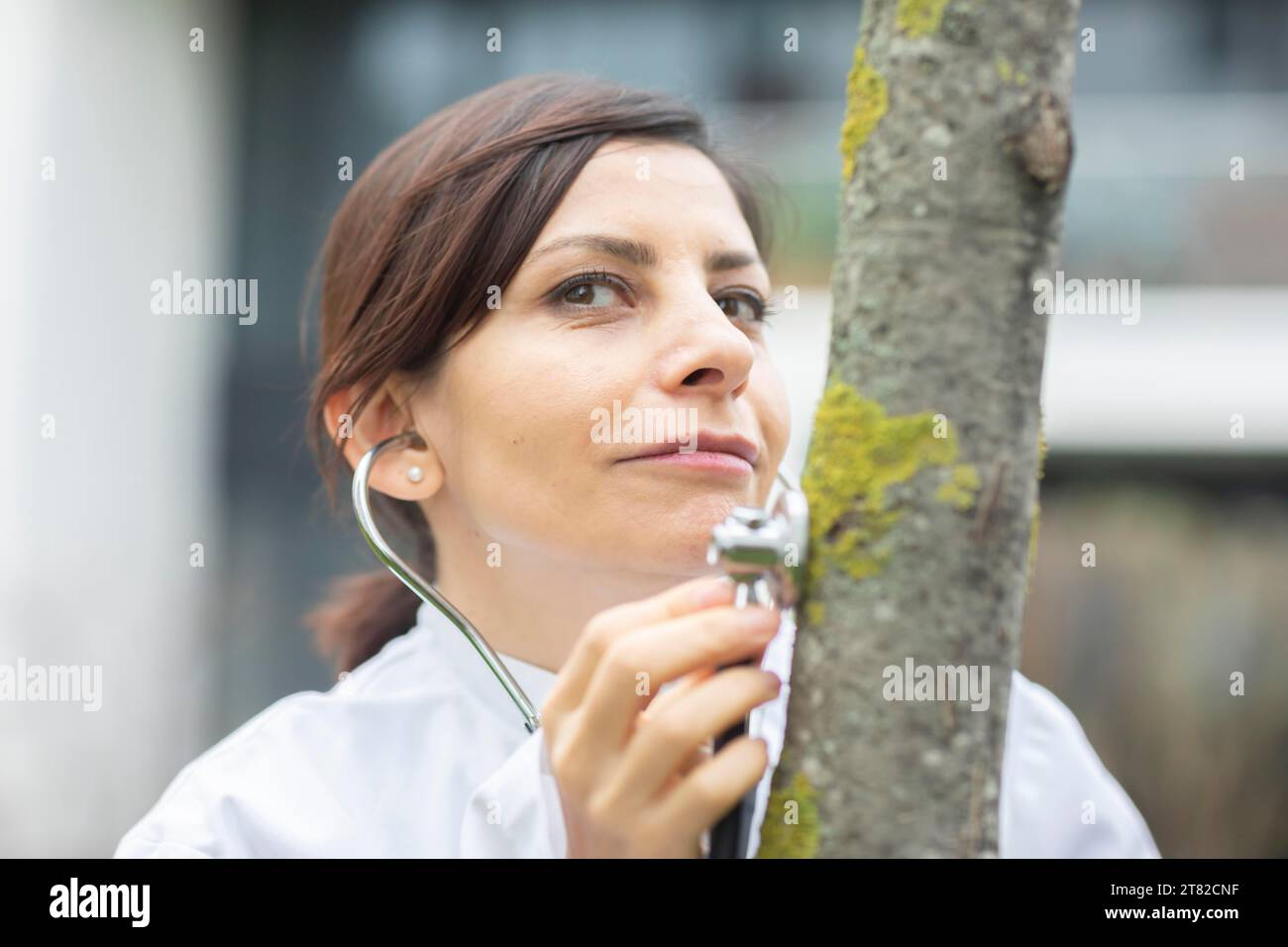 Doctor examines the condition of the tree with a stethoscope ...