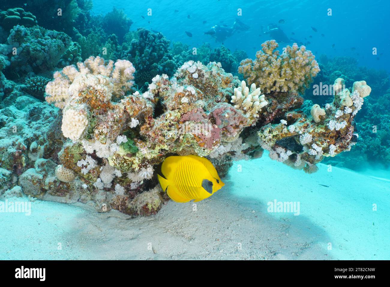 Bluecheek butterflyfish (Chaetodon semilarvatus) under coral block ...