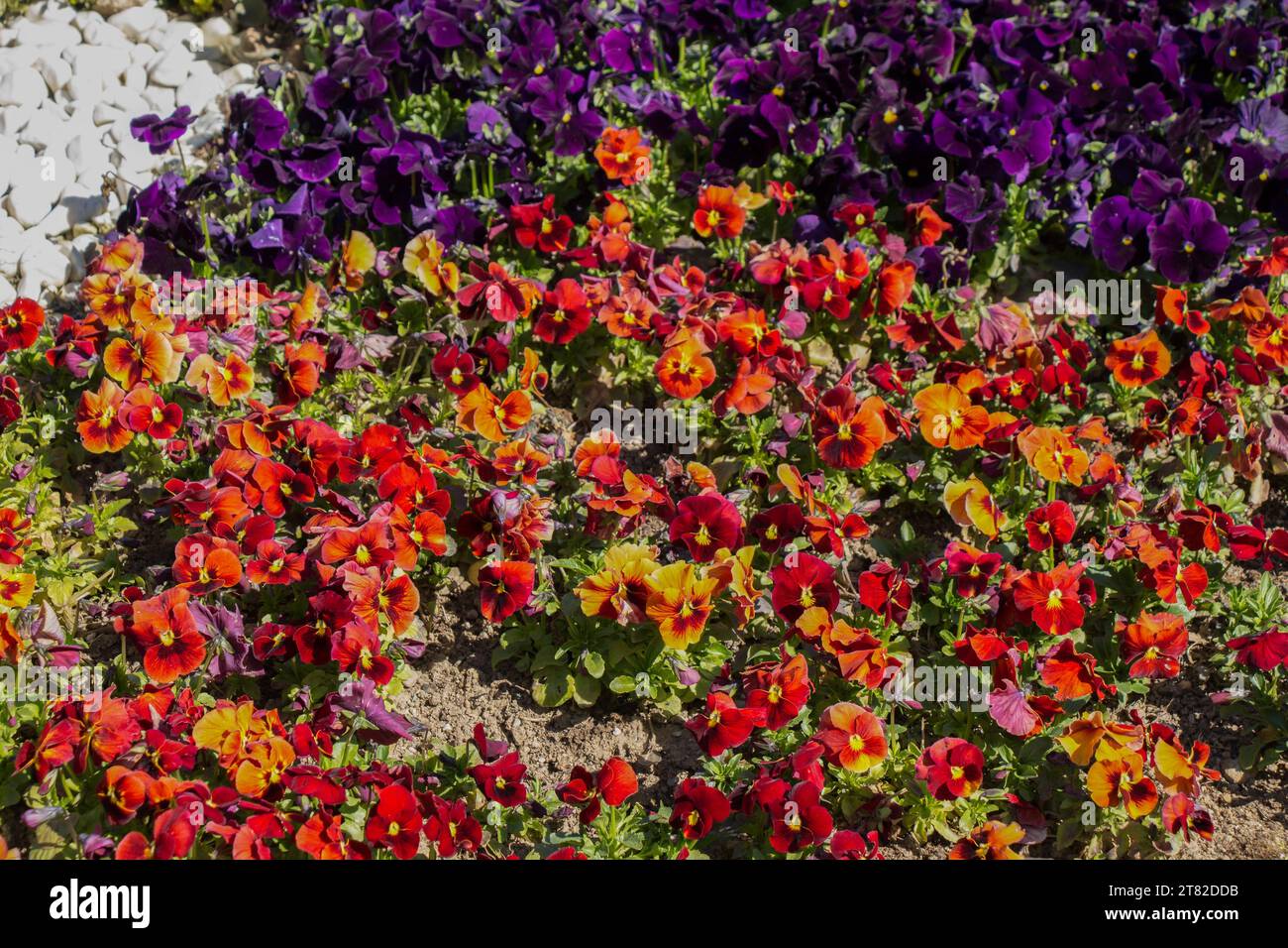 Beautiful fresh flowers as a background Stock Photo - Alamy