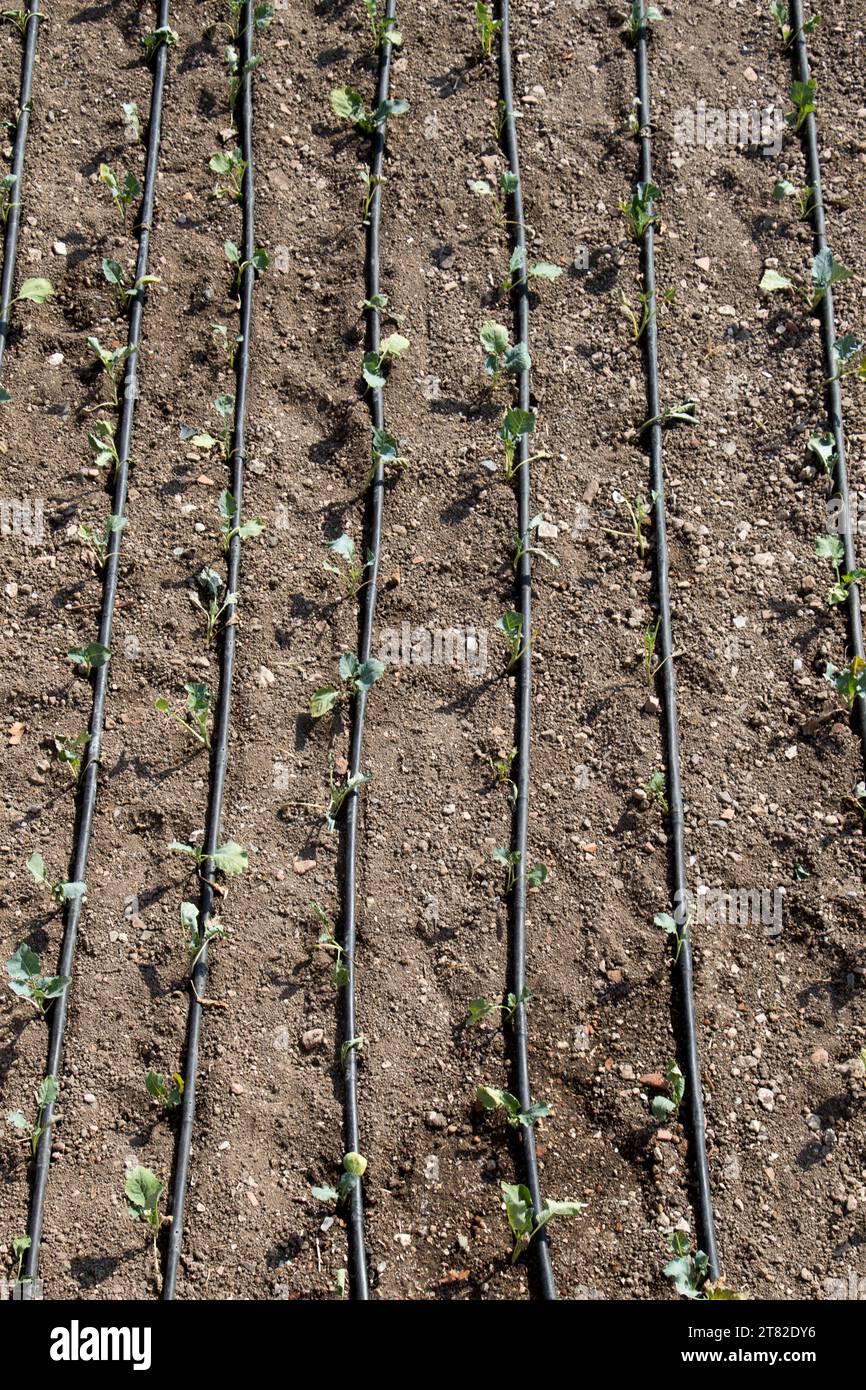 Irrigation system using sprinklers in hi-res stock photography and ...