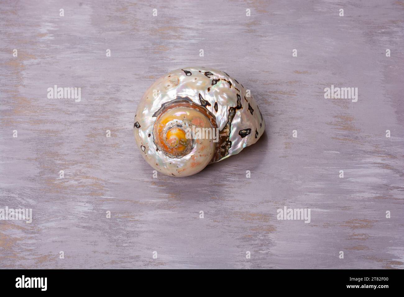 Natural seashell macro texture. Seashells background texture Stock ...