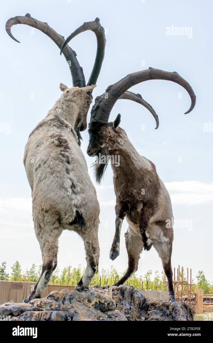 Wild brown mountain goat with two huge horns Stock Photo - Alamy