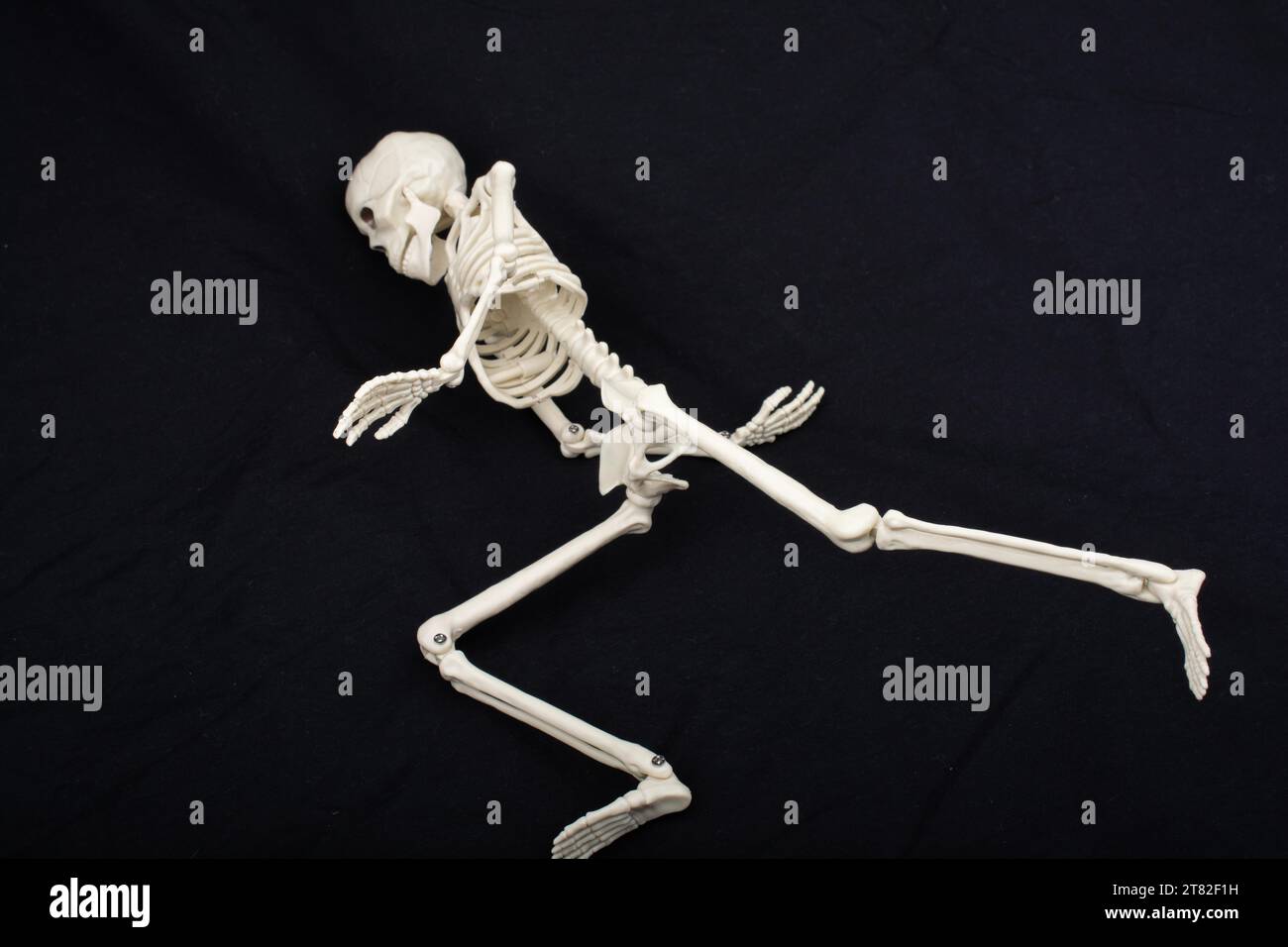 Human skeleton model for medical anatomy science Medical clinic concept ...