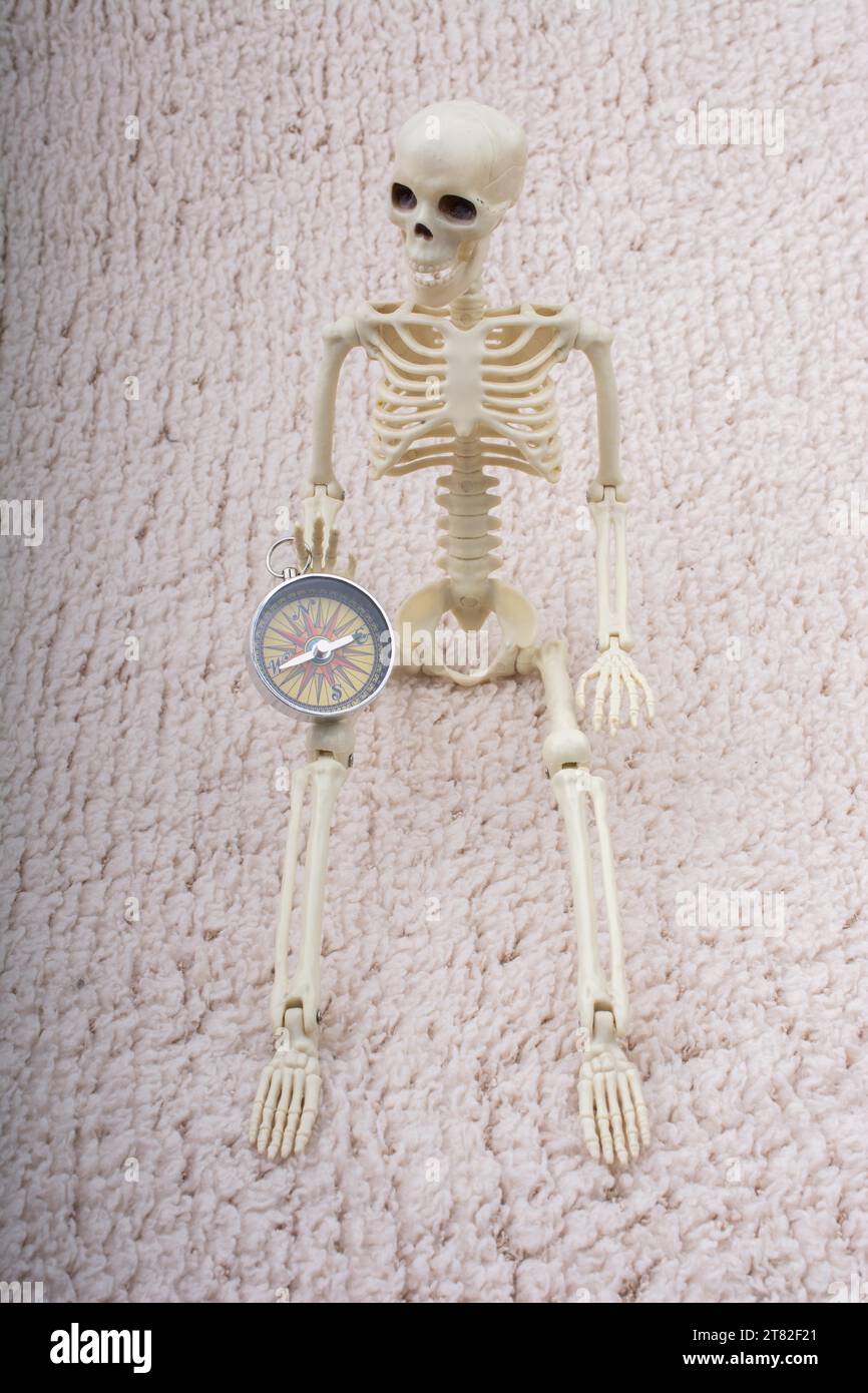 Human skeleton model for medical anatomy science Medical clinic concept ...