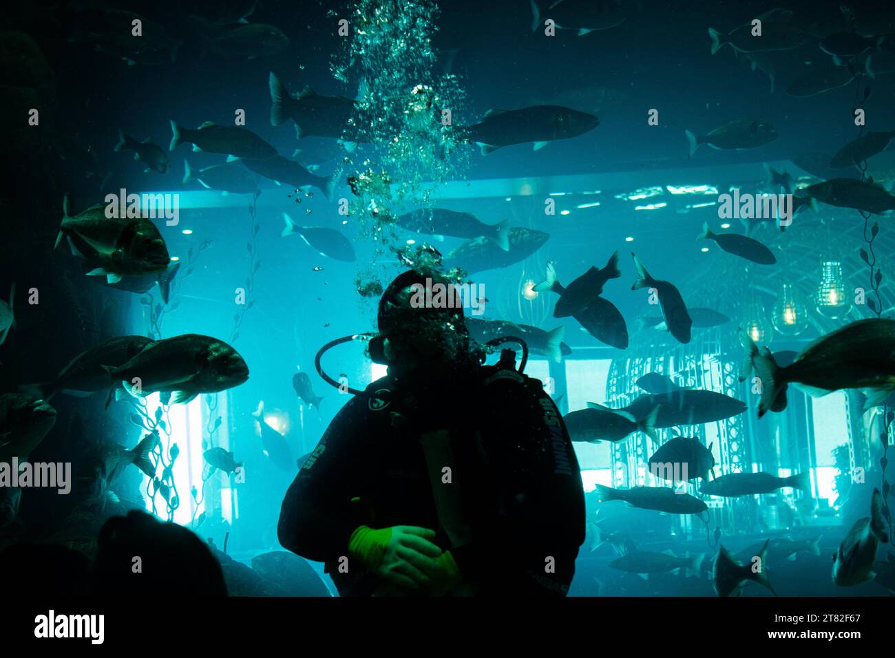 Beautiful colorful fish swims in the aquarium environment with diver ...