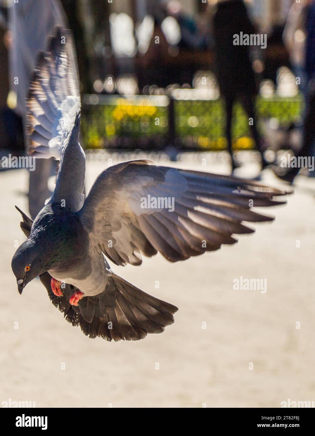 Single pigeon in the air with wings wide open Stock Photo - Alamy