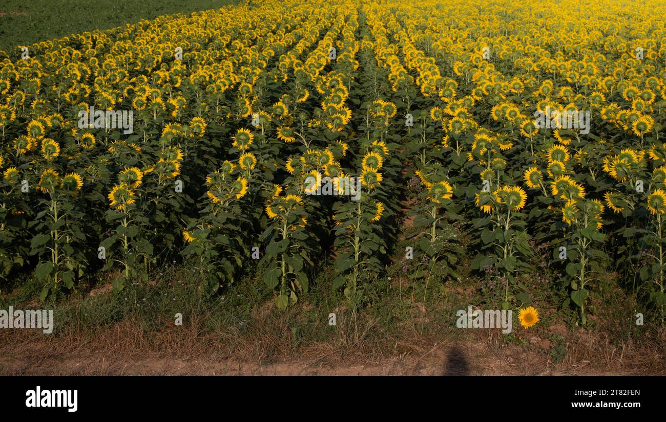 Sunflower field landscape, field of blooming sunflowers as natural ...