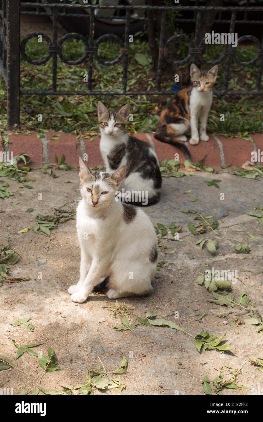Beautiful stray cat hi-res stock photography and images - Alamy