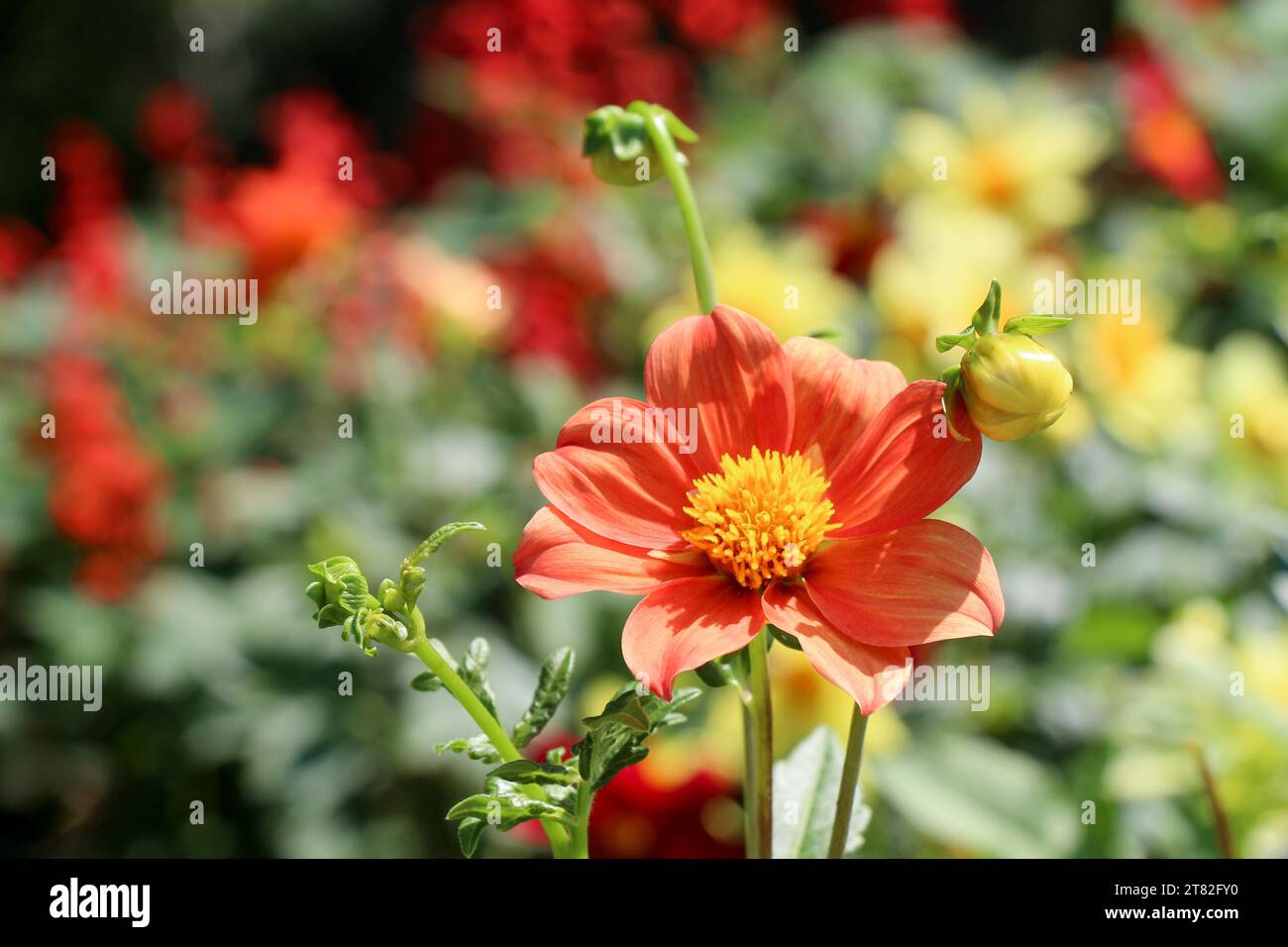 Beautiful fresh flowers in nature background Stock Photo - Alamy