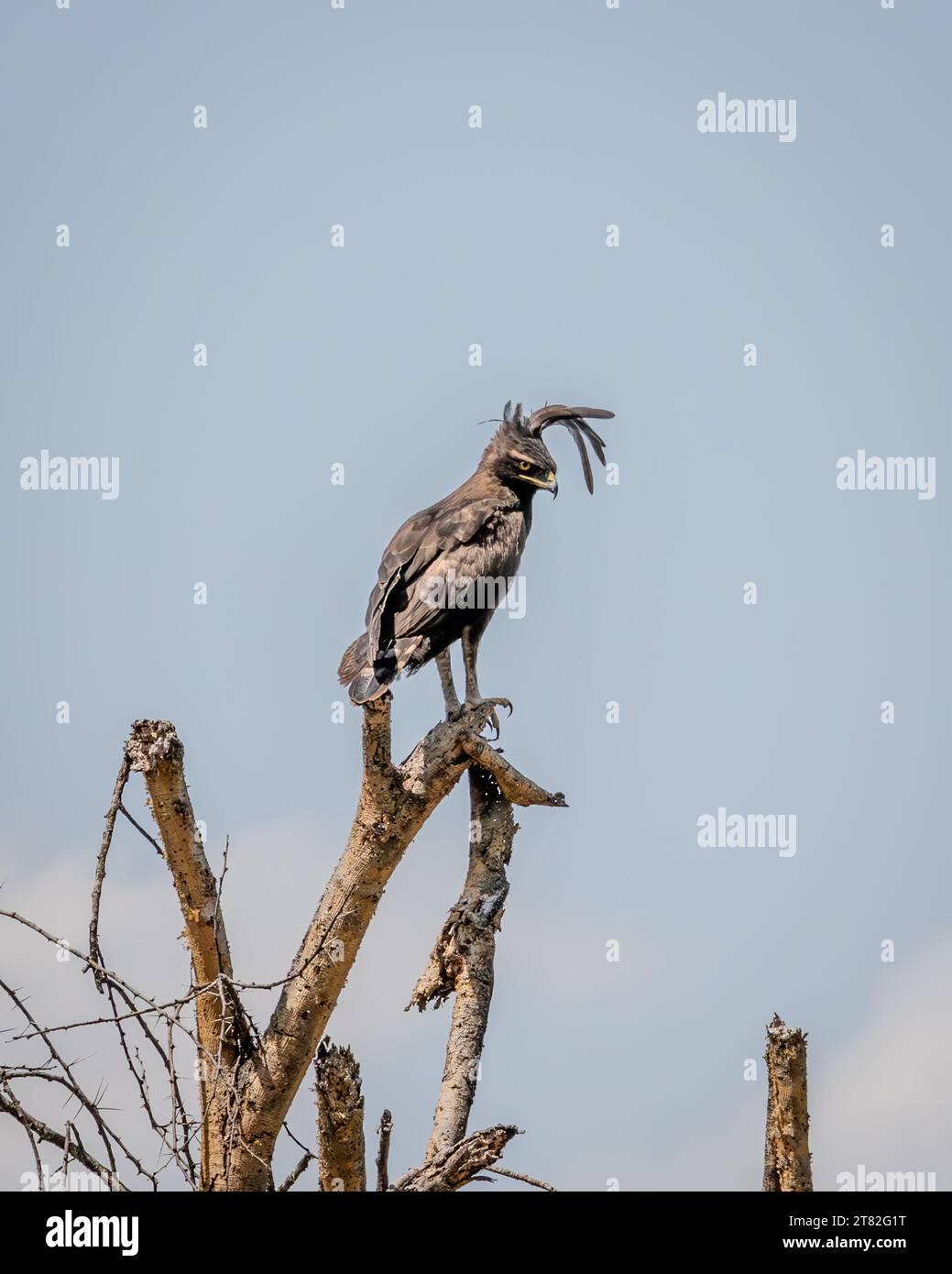 African hawk eagle hi-res stock photography and images - Alamy