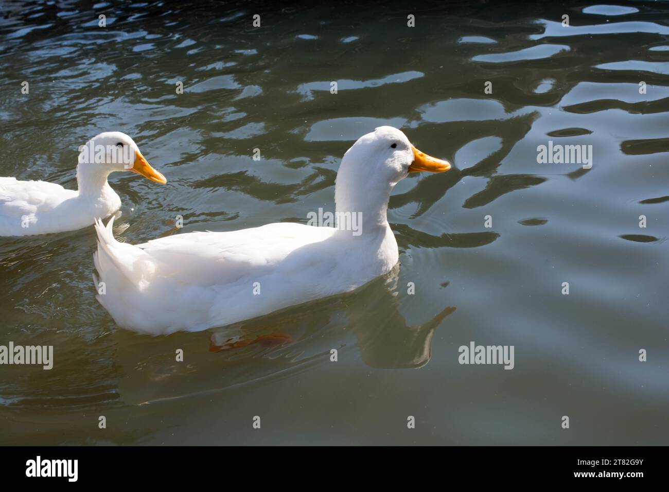 Water lake pond swim hi-res stock photography and images - Alamy