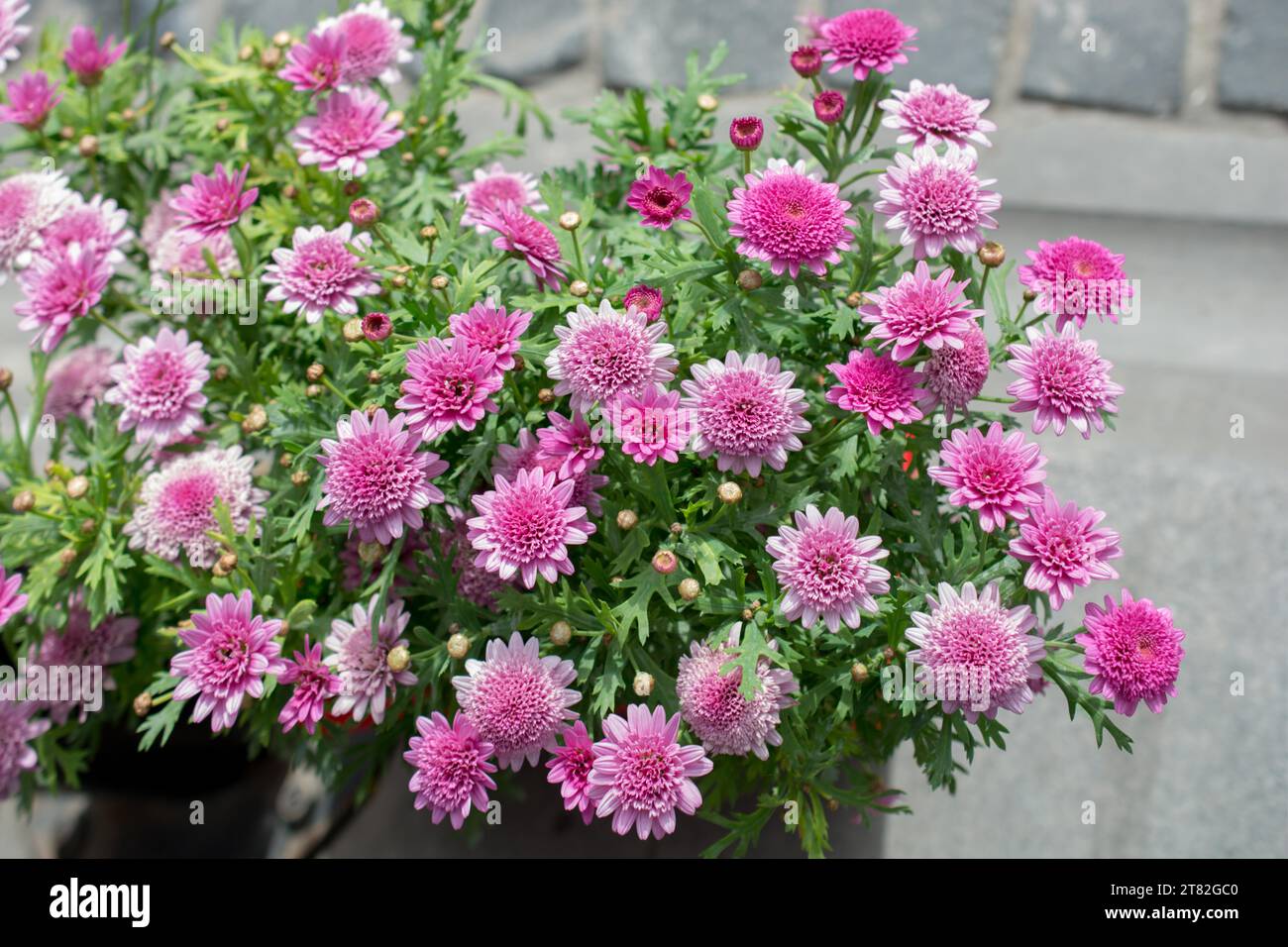 Blooming beautiful colorful fresh natural flowers in view Stock Photo ...