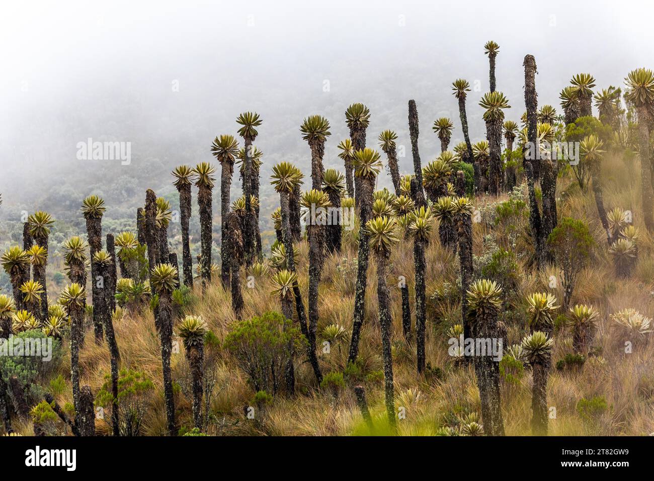 Frailejones (Espeletia), Asteraceae, Natural Los Nevados, Zona De ...