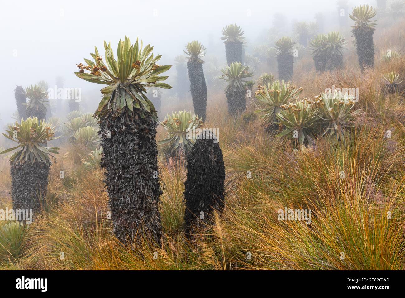 Frailejones (Espeletia), Asteraceae, Natural Los Nevados, Zona De ...