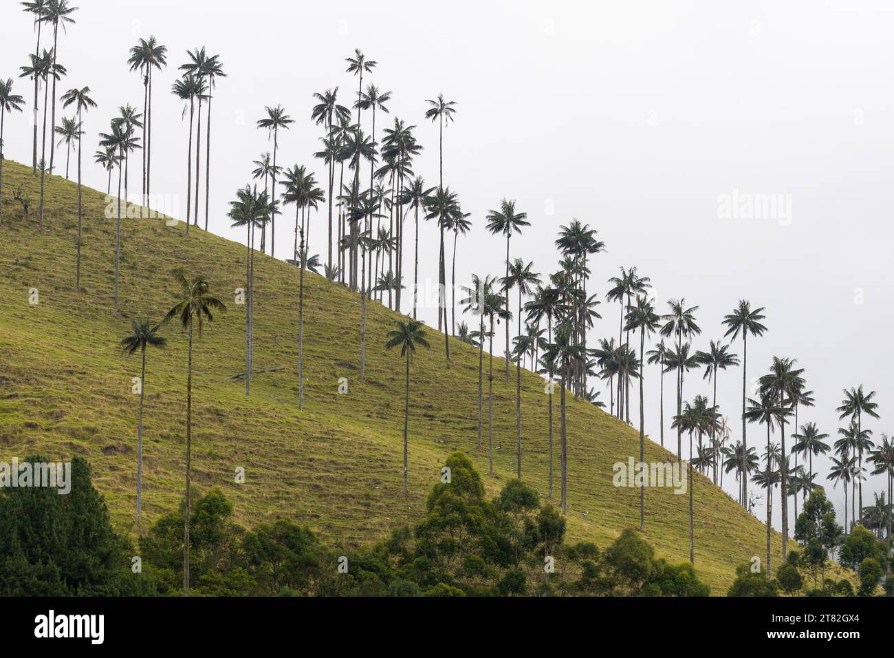 Group of wax palms (Ceroxylon quindiuense), Valle de Cocora, Colombia ...