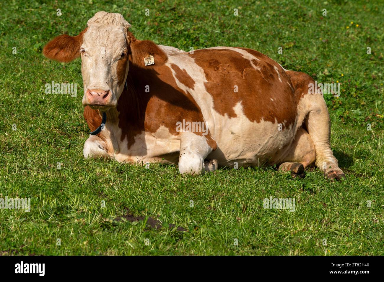 Red-coloured cow on alpine meadow, lying, agriculture, mountain ...