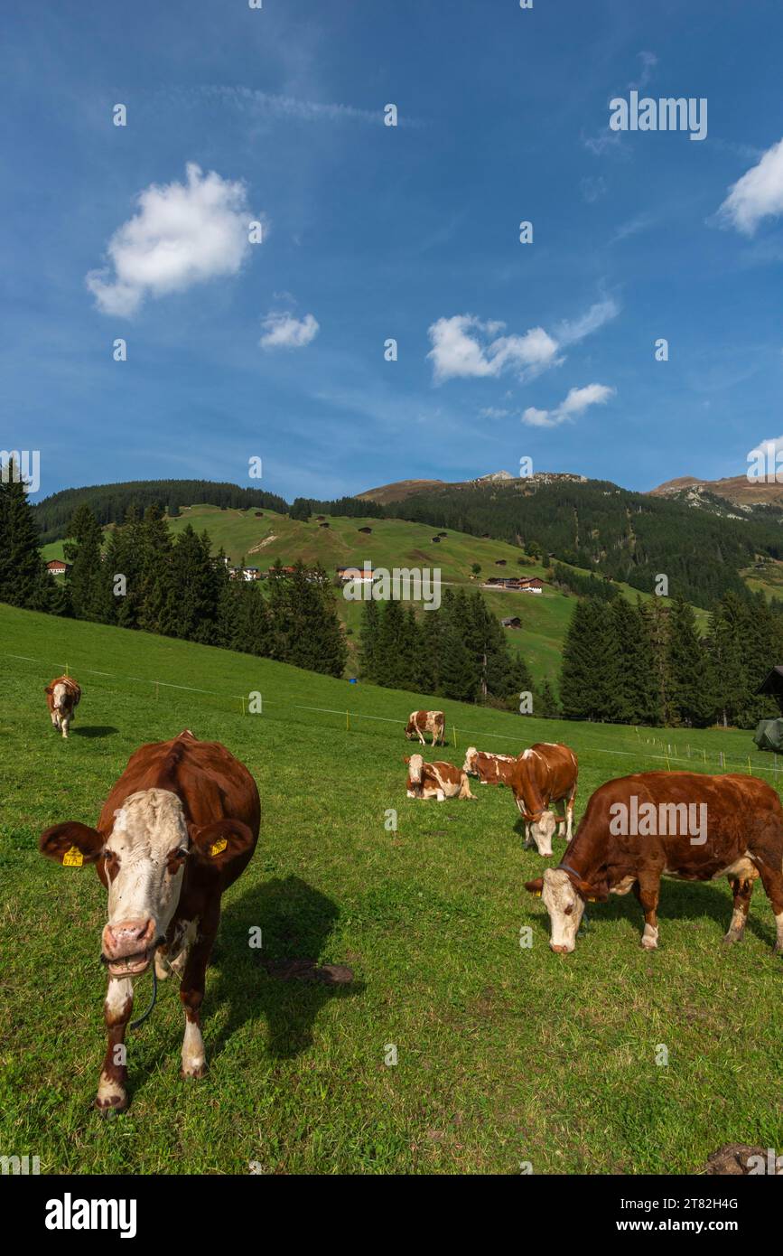 Red-coloured cows on alpine meadow, agriculture, mountain landscape ...