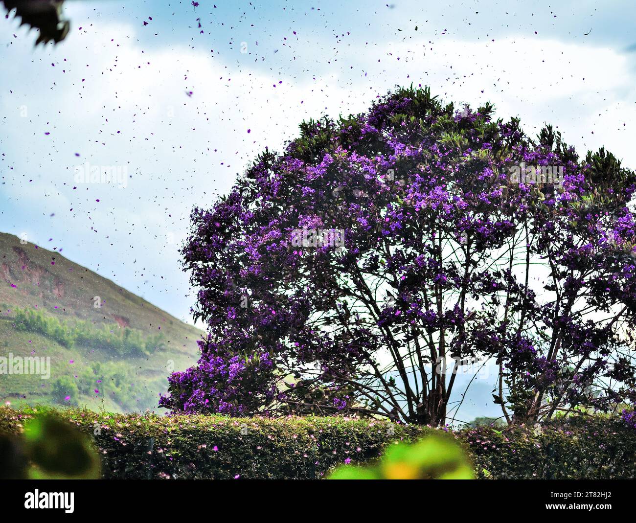 Pink and Purple Flowers carried from a Beautiful Tree by the Wind in ...