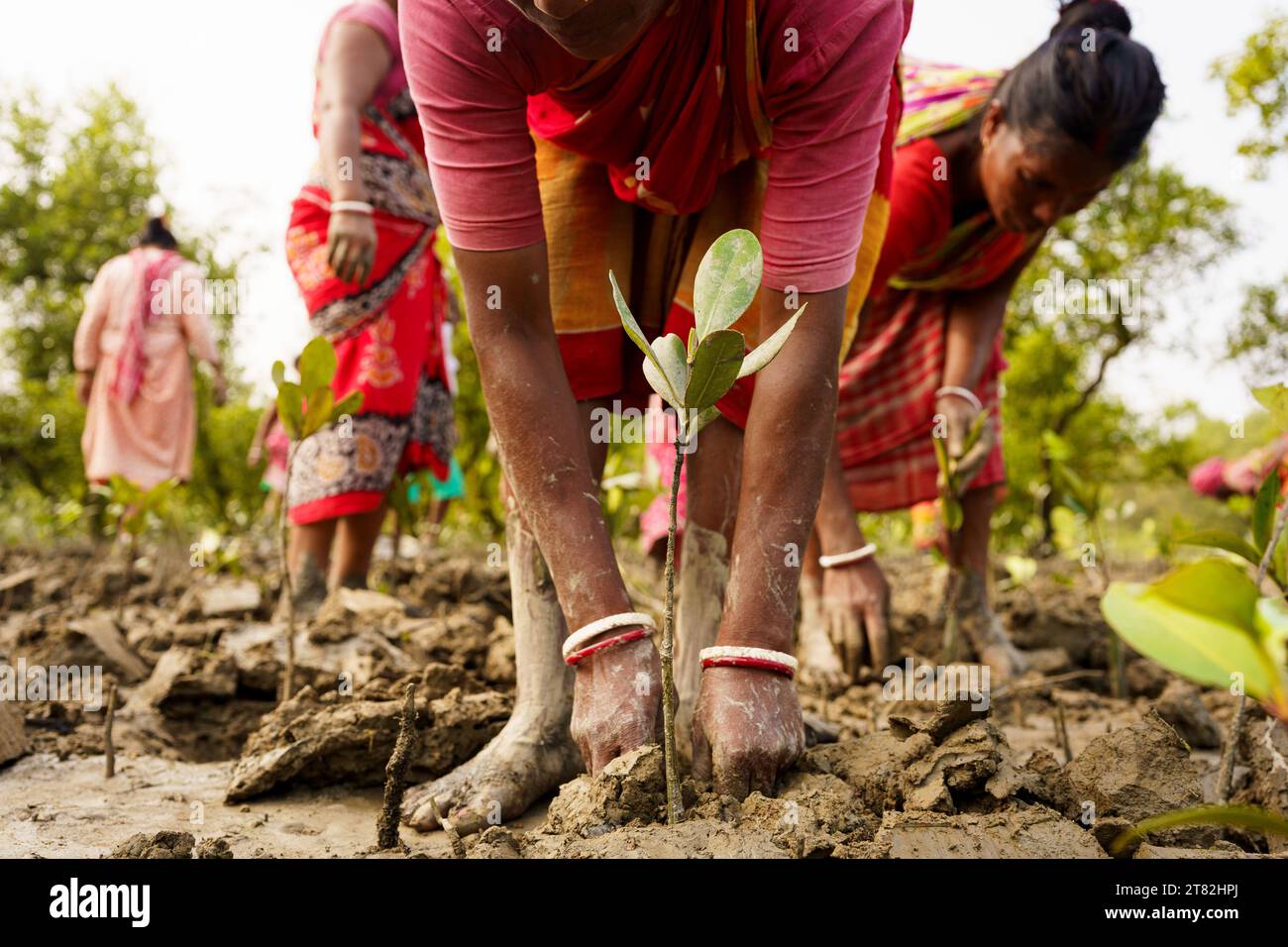 Sundarbans, India. 04th Nov, 2023. Indian women are seen planting young ...