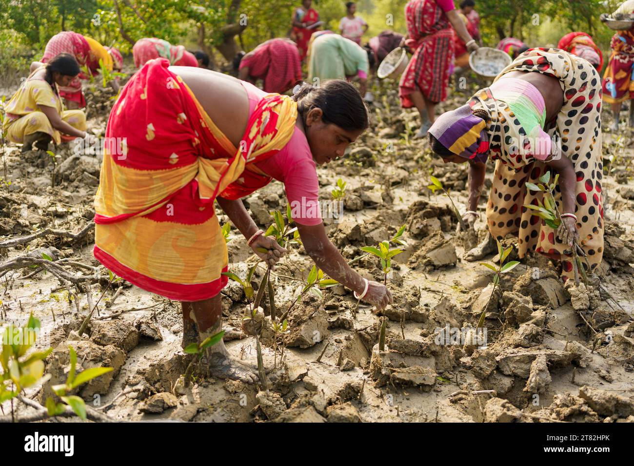 Sundarbans, India. 04th Nov, 2023. Indian women are seen planting young ...