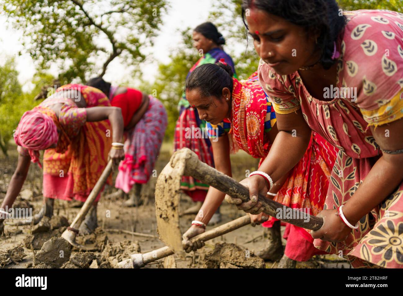 Sundarbans, India. 04th Nov, 2023. Indian women are seen digging with ...
