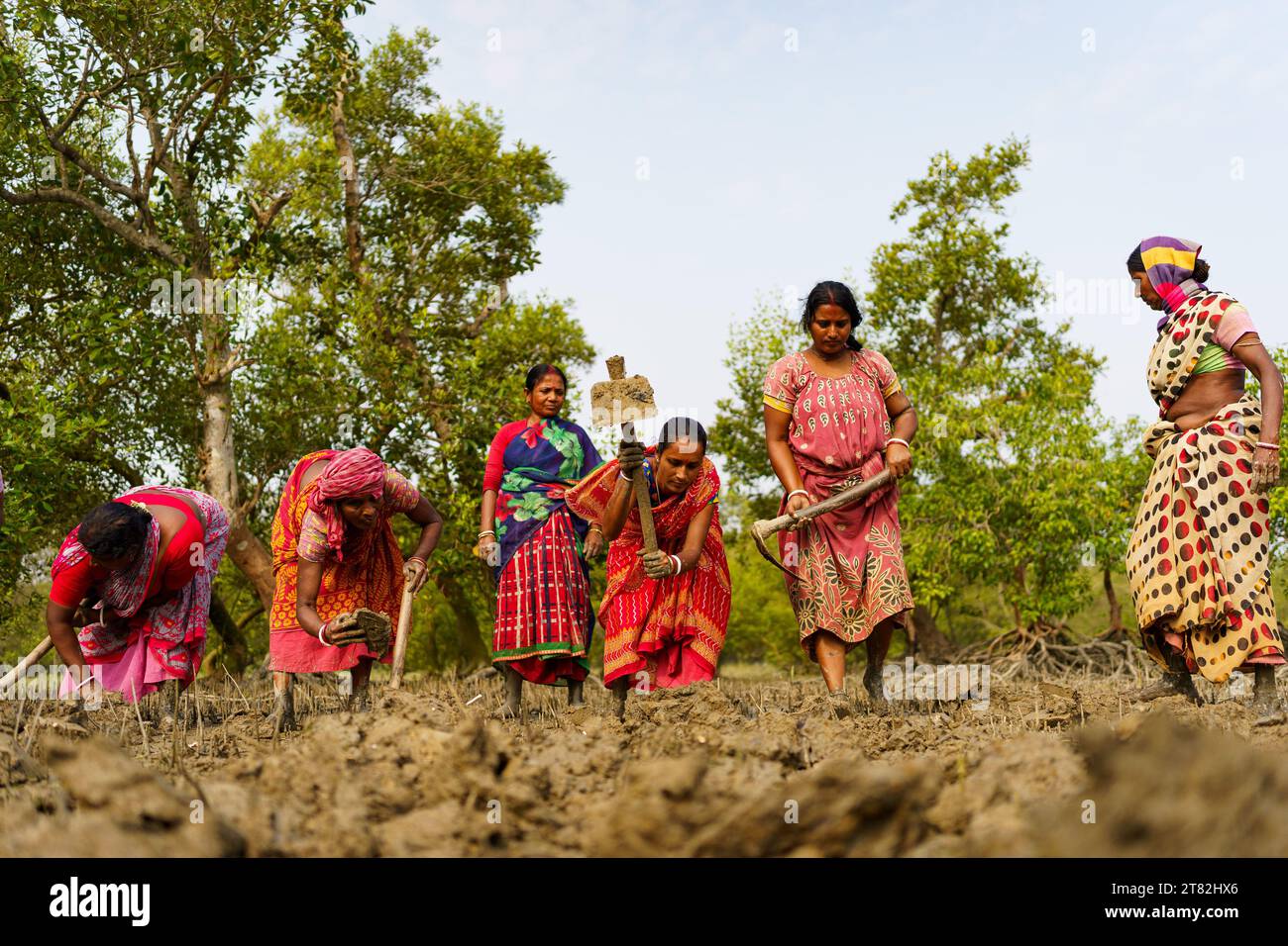 Sundarbans, India. 4th Nov, 2023. Indian women are seen digging with ...