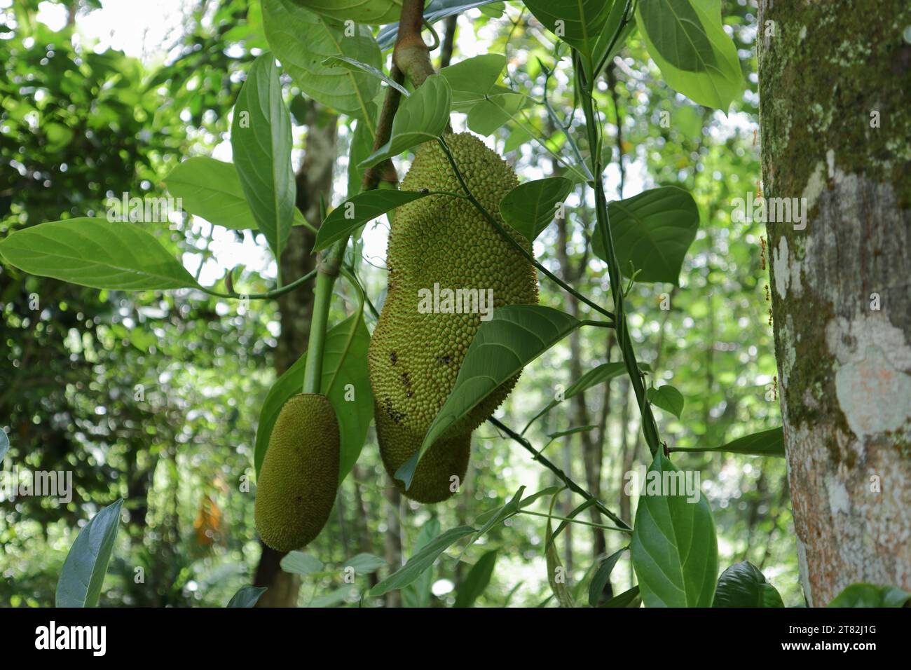 A cluster of premature Jackfruit that are hanging from the Jack tree ...
