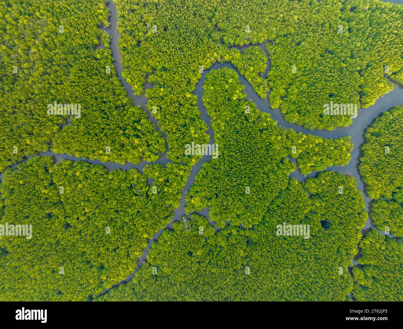 Amazing abundant mangrove forest, Aerial view of forest trees ...