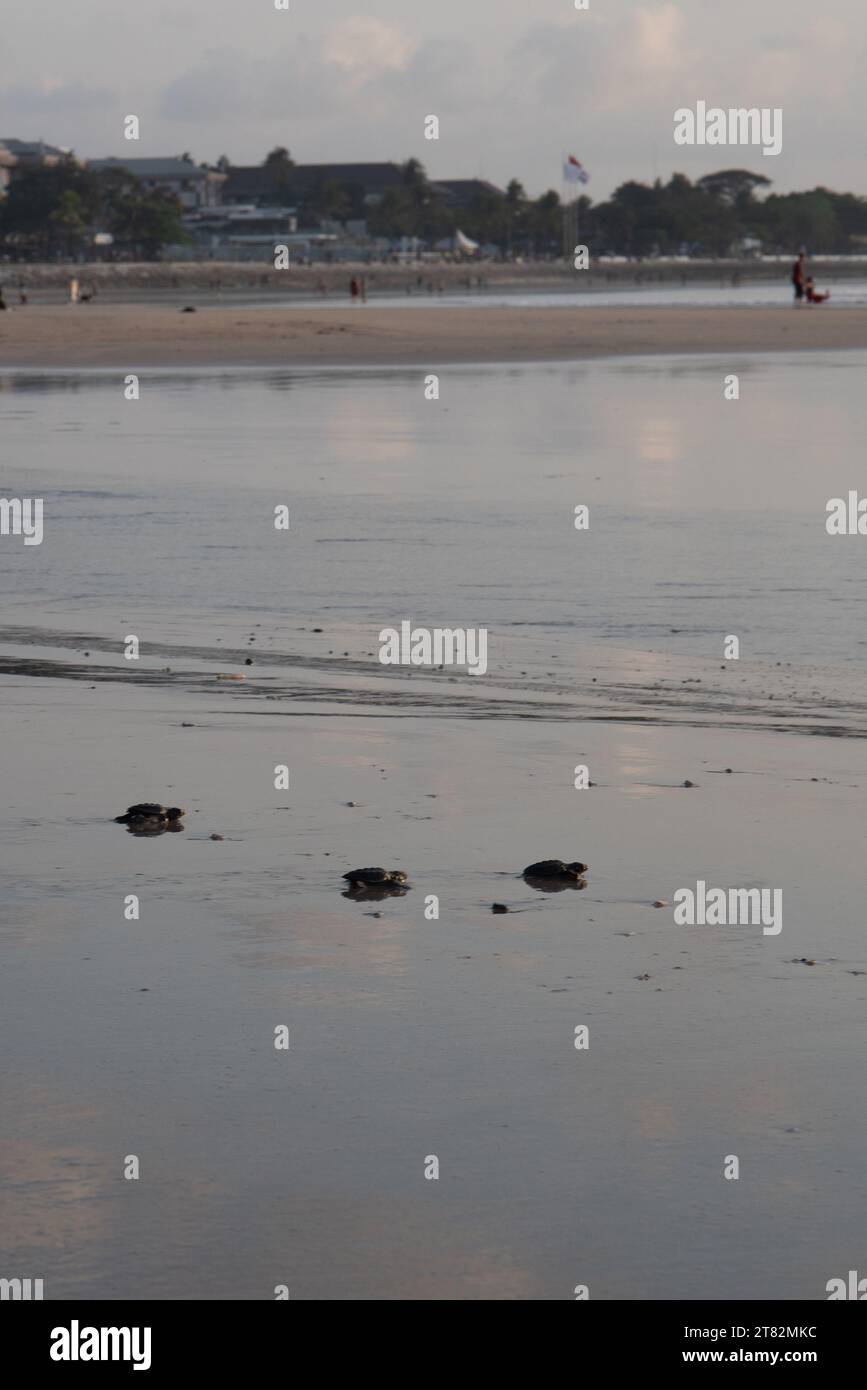 Baby sea turtles on beach sunset hi-res stock photography and images ...