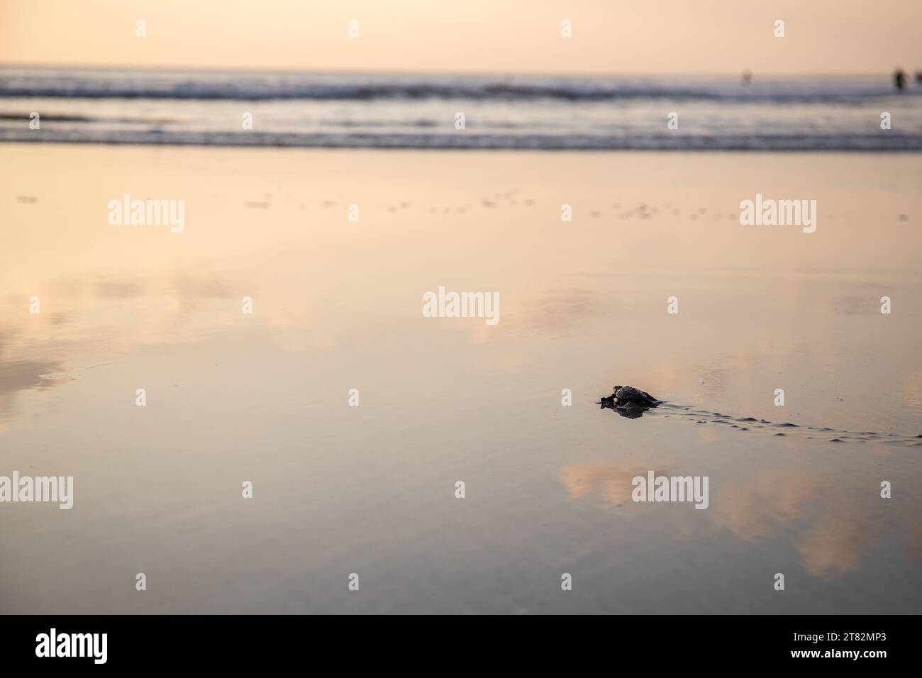 Baby sea turtles on beach sunset hi-res stock photography and images ...