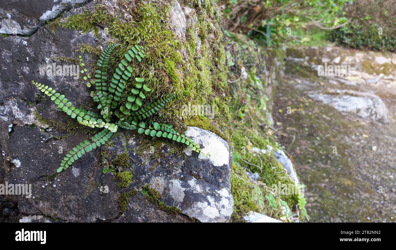 Ostenets hairy Asplenium trichomanes perennial fern with a peculiar ...