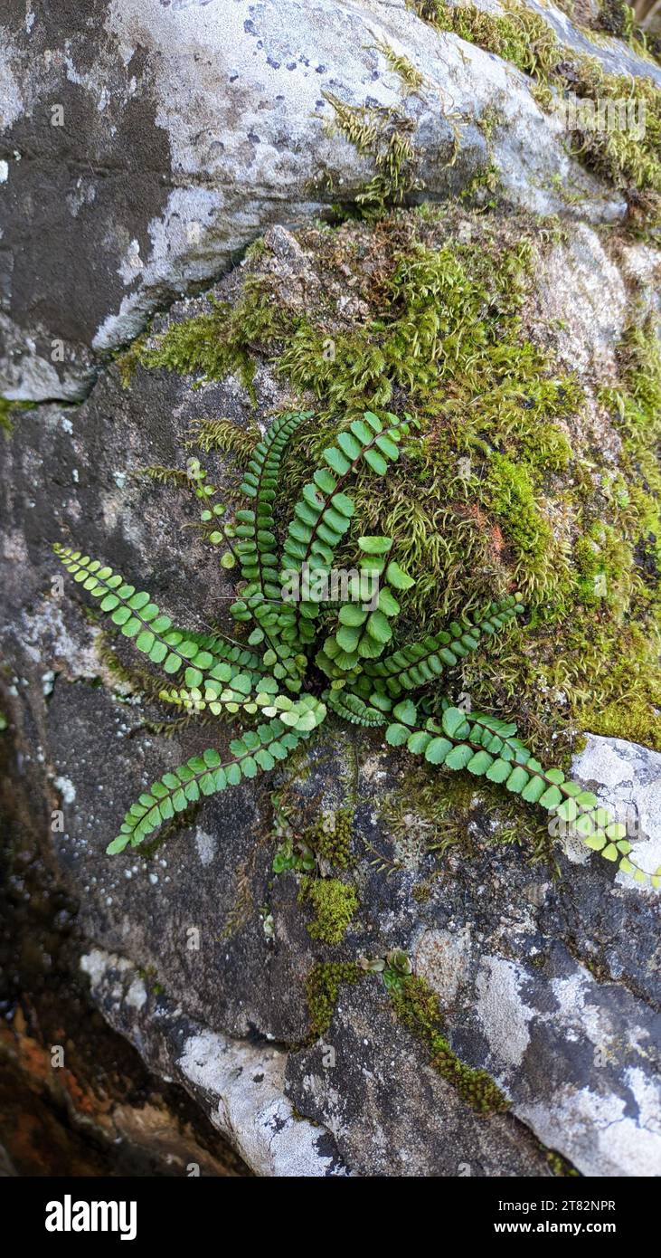 Ostenets hairy Asplenium trichomanes perennial fern with a peculiar ...