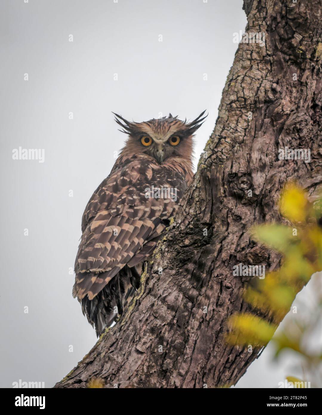 The buffy fish owl, also known as the Malay fish owl, is a fish owl in ...
