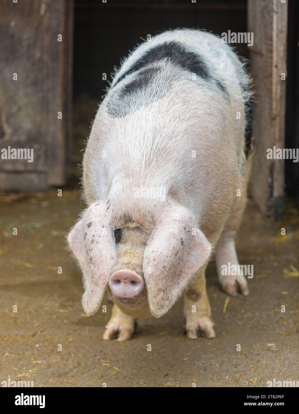 Gloucester Old Spot Sow in pigpen. Animal farm in Northern California ...
