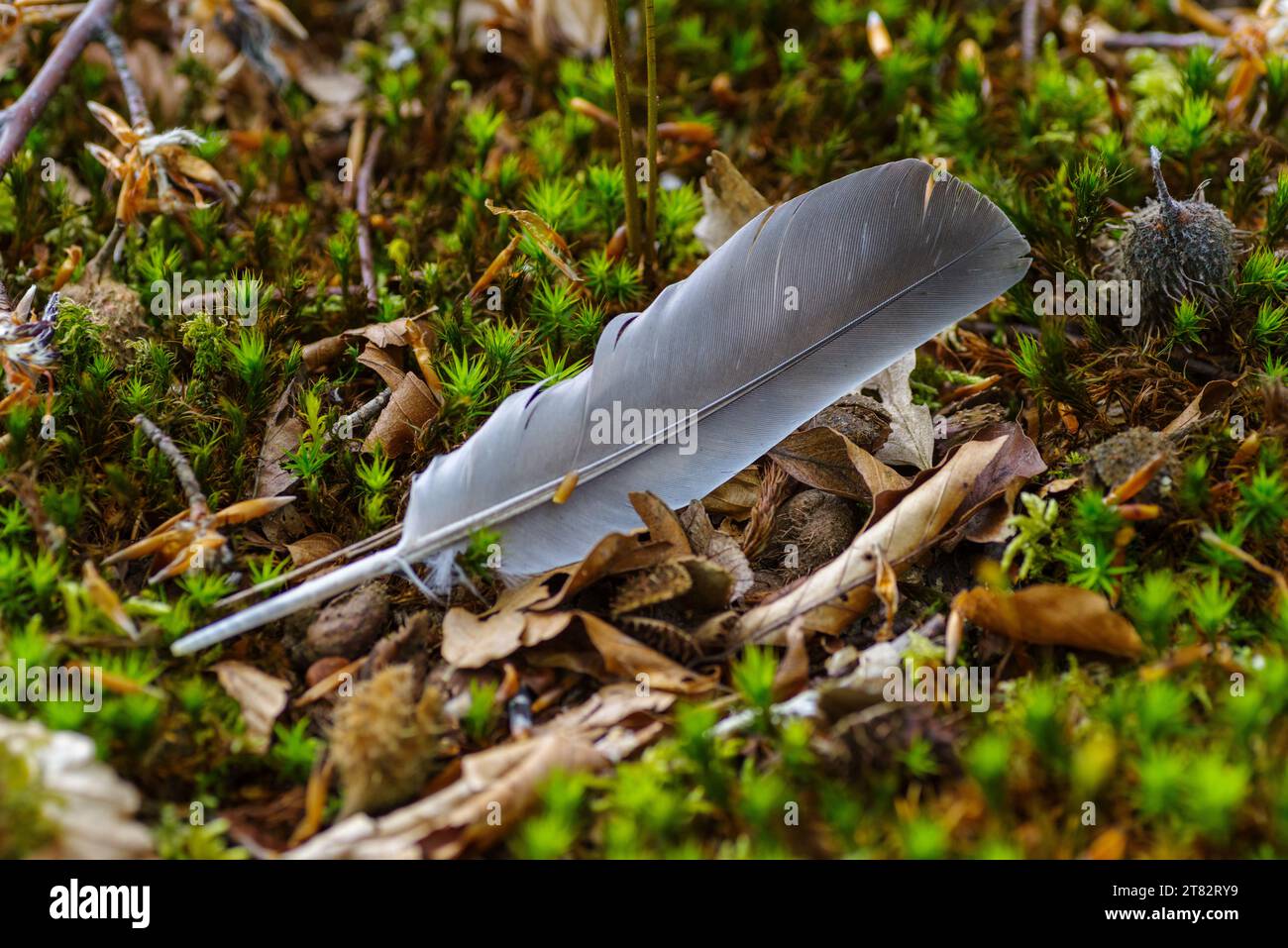 wood pigeon bird feather lying in the moss Stock Photo - Alamy