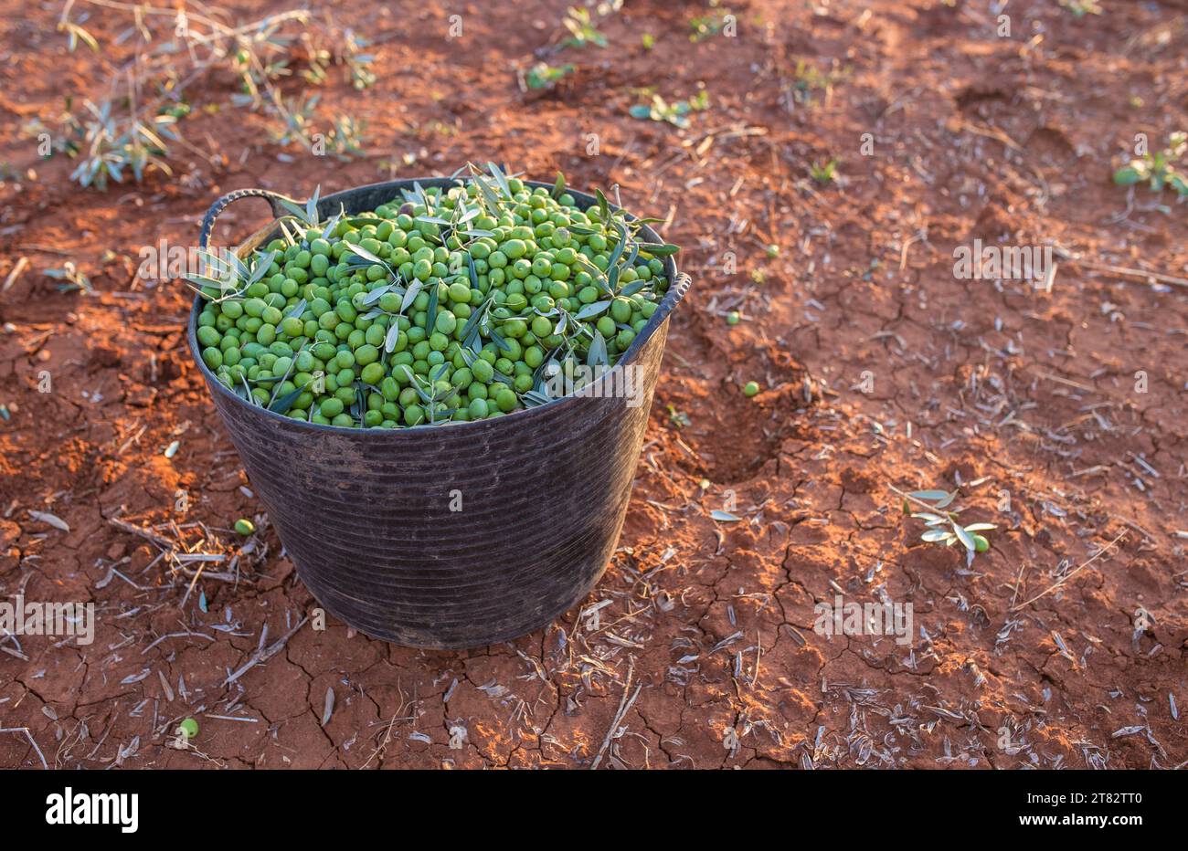 Full harvesting bucket hi-res stock photography and images - Alamy