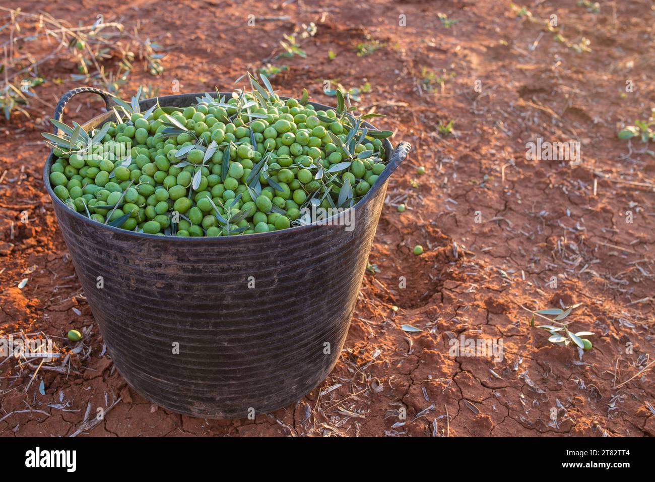Harvesting bucket full of green olives. Table olives harvest season ...